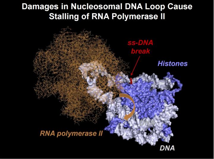 Novel DNA repair mechanism brings new horizons | Lunatic Laboratories