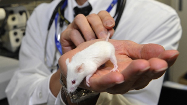 Switching mouse neural stem cells to a primate-like behavior | Lunatic ...