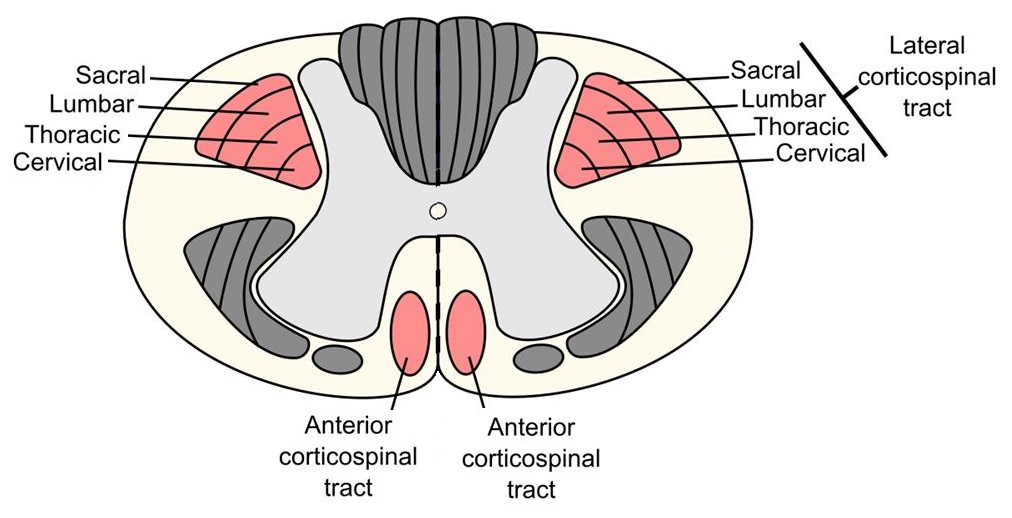 Know your spinal cord – The corticospinal tract | Lunatic Laboratories