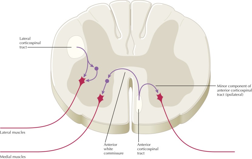 Know your spinal cord – The corticospinal tract | Lunatic Laboratories