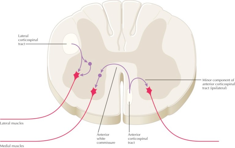 Know your spinal cord – The corticospinal tract | Lunatic Laboratories