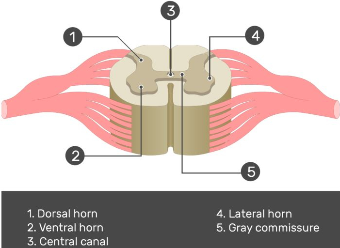 Know your spinal cord – The grey matter | Lunatic Laboratories