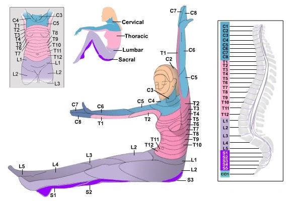 Know your spinal cord – The spinal nerves | Lunatic Laboratories