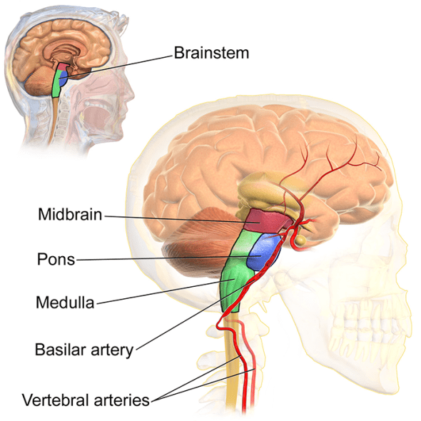 Know your spinal cord – The rubrospinal tract | Lunatic Laboratories
