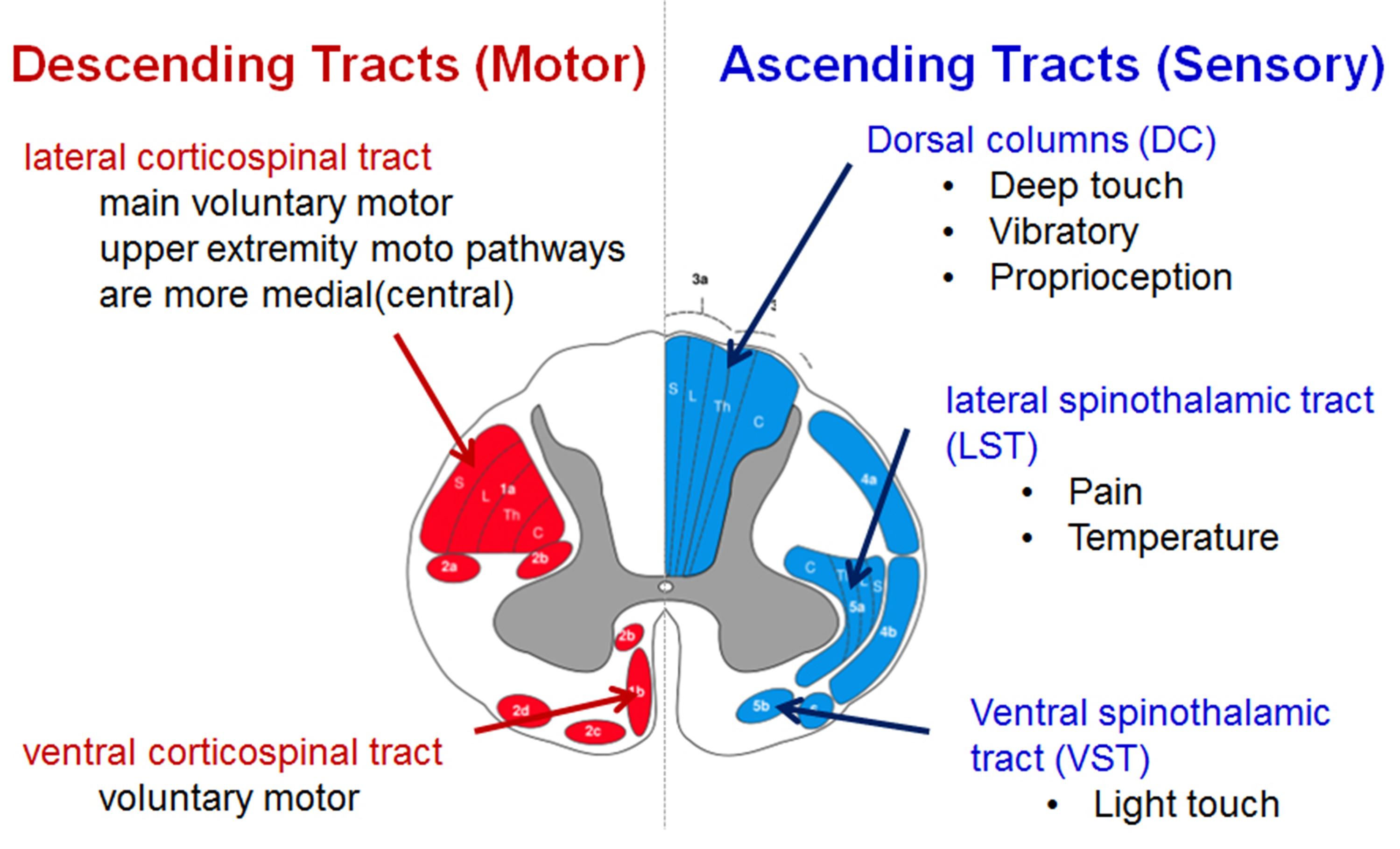 Know your spinal cord – Tract organization | Lunatic Laboratories