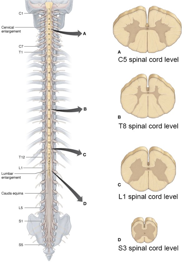Know your spinal cord – The spinal cord enlargements | Lunatic Laboratories