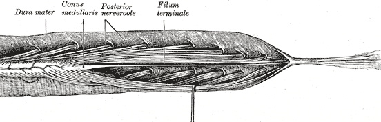 Know your spinal cord – The cauda equina | Lunatic Laboratories