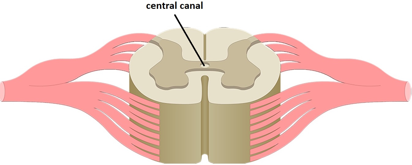Know your spinal cord – The landmarks | Lunatic Laboratories