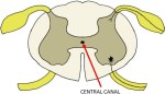 Know your spinal cord – The lumbar cistern and cerebrospinal fluid ...