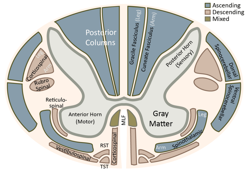 Know your spinal cord – The spinocerebellar tract | Lunatic Laboratories