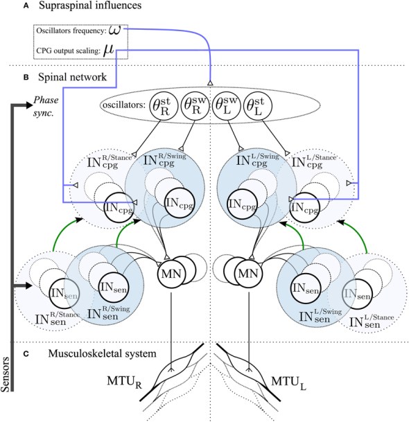 Know your spinal cord – The central pattern generator | Lunatic ...