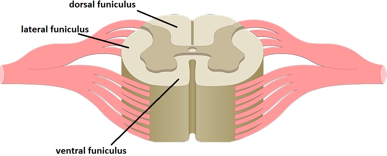 Know your spinal cord – The landmarks | Lunatic Laboratories