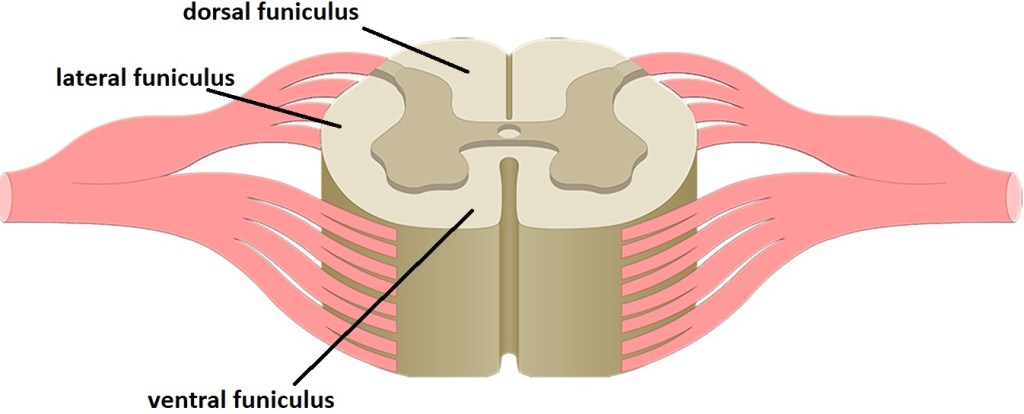 Know your spinal cord – The landmarks | Lunatic Laboratories