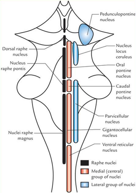 Know your spinal cord – The reticulospinal tracts | Lunatic Laboratories