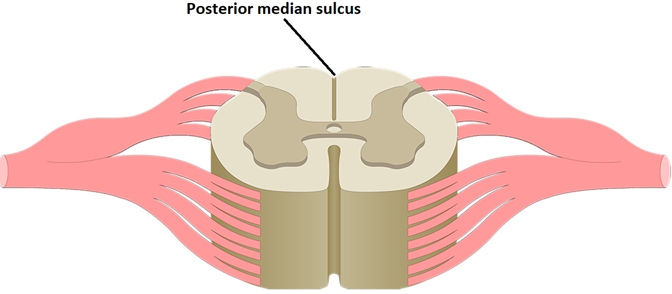 Know your spinal cord – The landmarks | Lunatic Laboratories