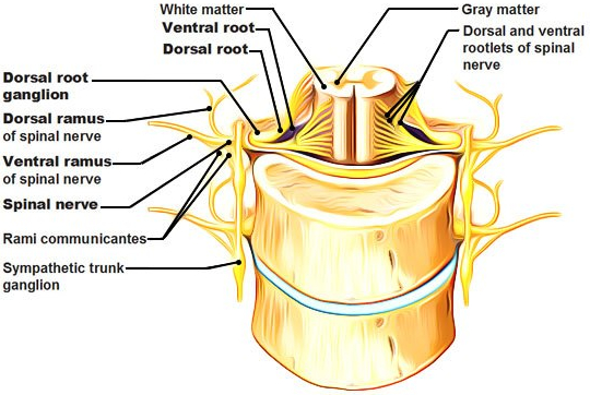 Know your spinal cord – The Ramus | Lunatic Laboratories