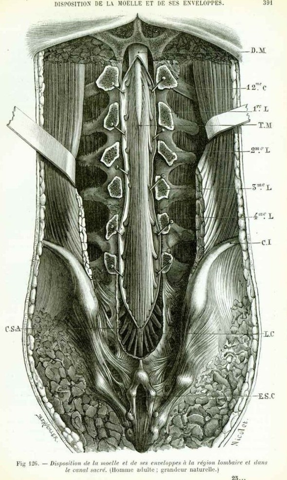 Know your spinal cord – The lumbar cistern and cerebrospinal fluid ...