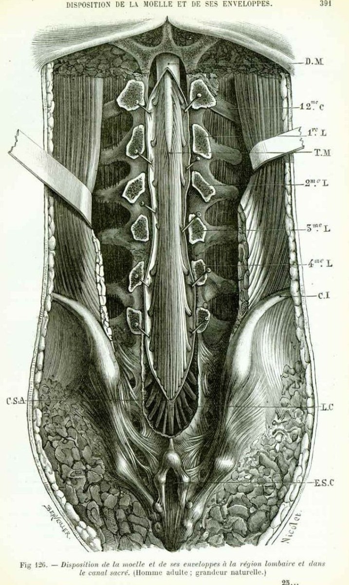Know your spinal cord – The lumbar cistern and cerebrospinal fluid ...