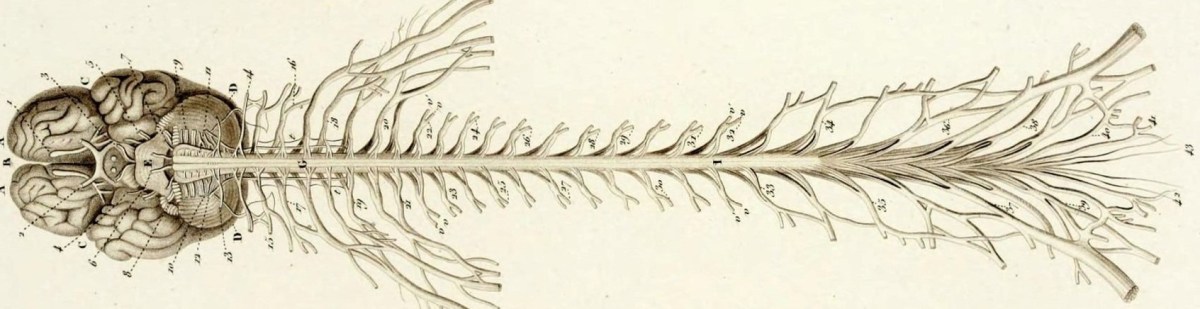Know your spinal cord – The cauda equina | Lunatic Laboratories