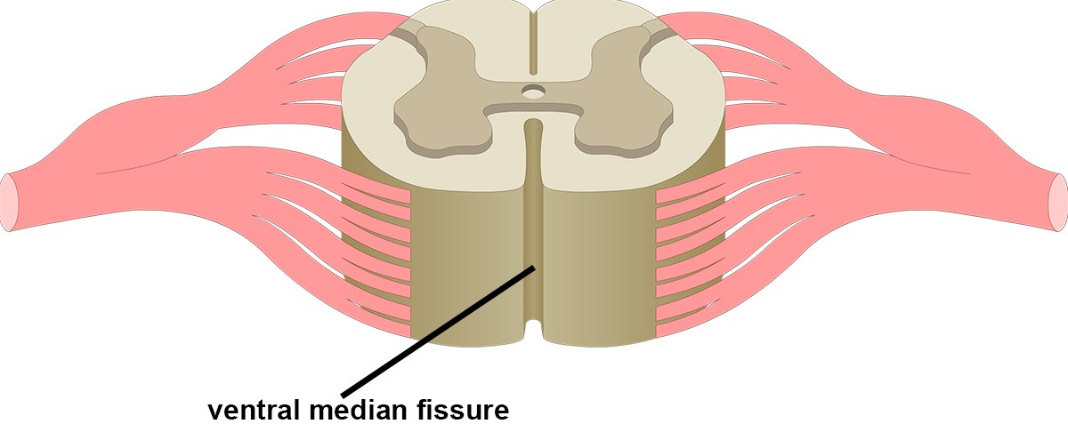 Know your spinal cord – The landmarks | Lunatic Laboratories