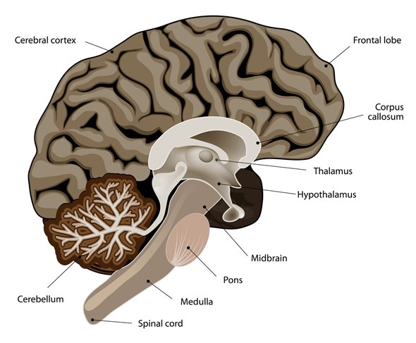 Know your spinal cord – The spinoreticular tract | Lunatic Laboratories