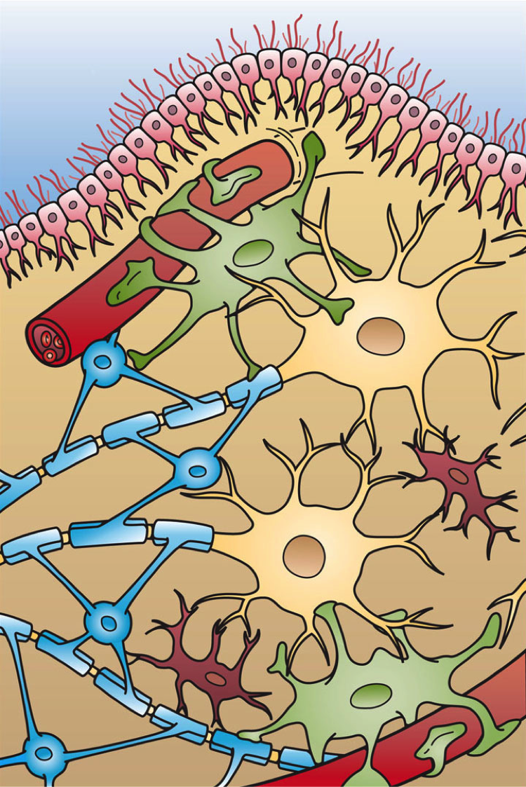 Know your spinal cord – Glial scarring | Lunatic Laboratories