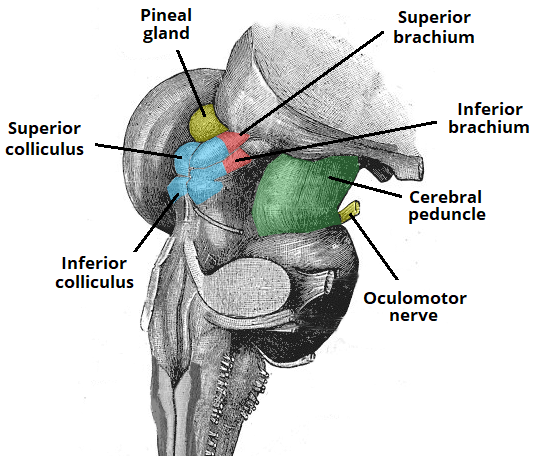 Know your spinal cord – The spinotectal tract | Lunatic Laboratories