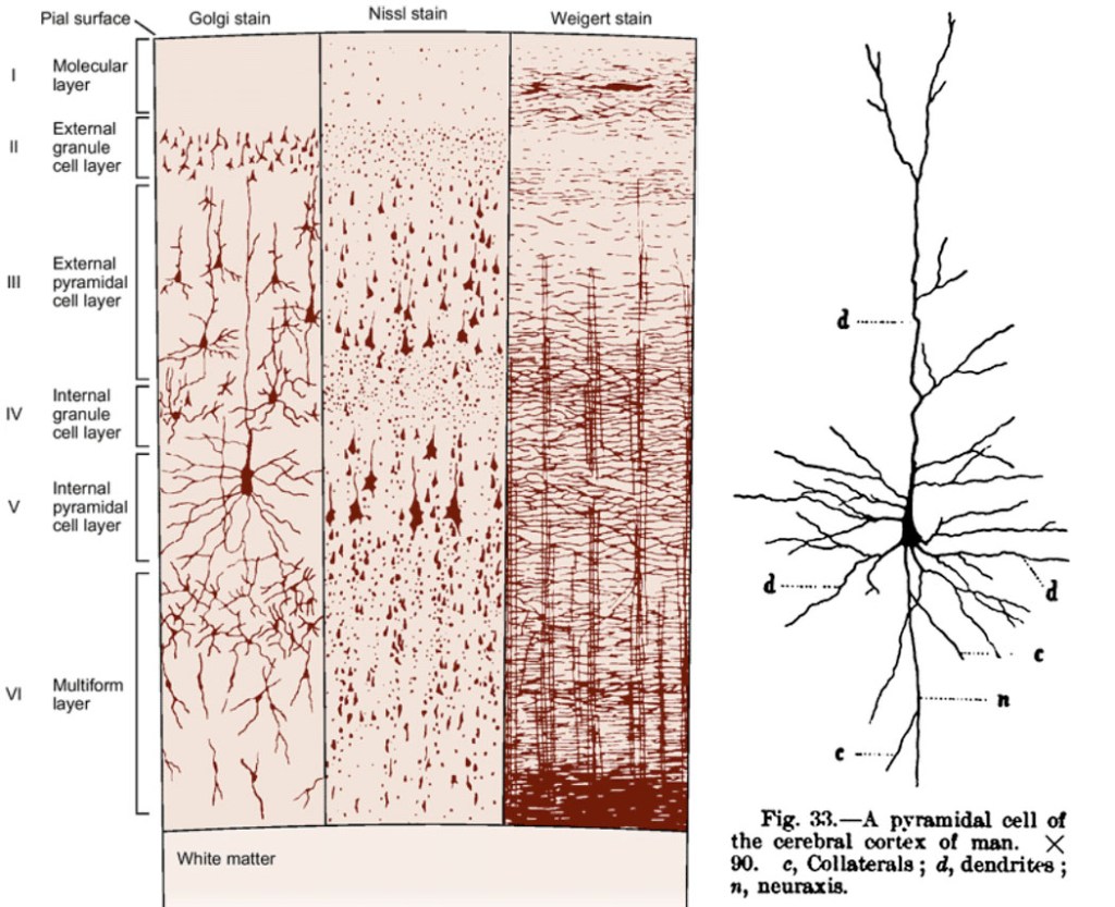 How can we record from the brain non-invasively? | Lunatic Laboratories